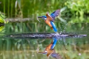 16 Common Kingfisher Facts - Fact Animal