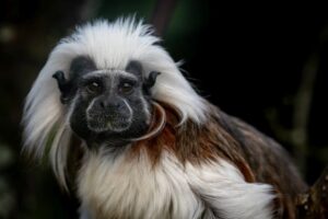 14 Terrific Tamarin Facts - Fact Animal