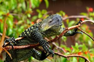8 Cool Crocodile Monitor Lizard Facts - Fact Animal