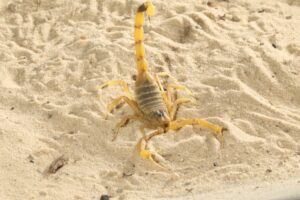 8 Deadly Deathstalker Scorpion Facts - Fact Animal