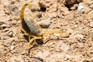 8 Deadly Deathstalker Scorpion Facts - Fact Animal