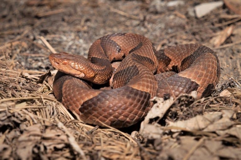 Eastern Copperhead Snake Facts Fact Animal