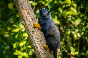 14 Terrific Tamarin Facts - Fact Animal
