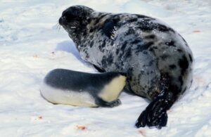 8 Inflating Hooded Seal Facts - Fact Animal