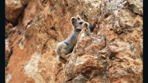 8 'Magic' Ili Pika Facts - Fact Animal