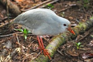 8 Interesting Kagu Facts - Fact Animal