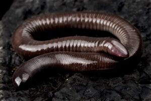 10 Slithering Caecilian Facts - Fact Animal
