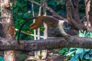 14 Terrific Tamarin Facts - Fact Animal