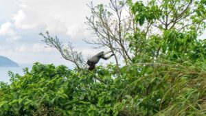 9 Douc Langurs Monkey Facts - Fact Animal