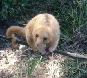 10 'Pygmy' Silky Anteater Facts - Fact Animal