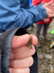 13 Curious Giant Isopod Facts - Fact Animal