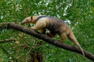 8 Southern Tamandua (Lesser Anteater) Facts - Fact Animal