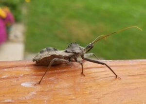 9 Astonishing Assassin Bug Facts - Fact Animal