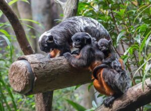 14 Terrific Tamarin Facts - Fact Animal