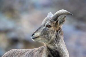 10 Bharal Blue Sheep Facts - Fact Animal