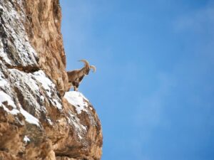 10 Bharal Blue Sheep Facts - Fact Animal