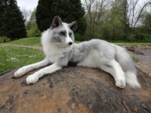 5 Canadian Marble Fox Facts - Fact Animal