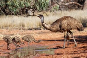 12 Extraordinary Emu Facts - Fact Animal