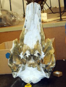 8 Strange Narluga Hybrid Whale Facts - Fact Animal