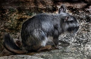 7 Super-Cute Viscacha Facts - Fact Animal