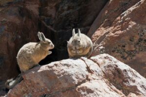7 Super-Cute Viscacha Facts - Fact Animal