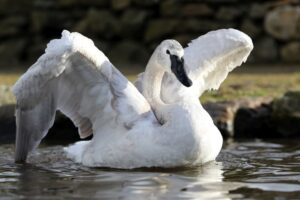 Fascinating Trumpeter Swan Facts - Fact Animal