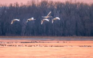 Fascinating Trumpeter Swan Facts - Fact Animal