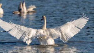 Fascinating Trumpeter Swan Facts - Fact Animal