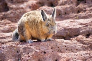 7 Super-Cute Viscacha Facts - Fact Animal