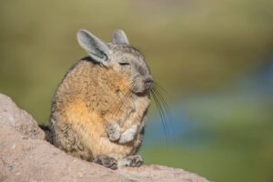 7 Super-Cute Viscacha Facts - Fact Animal
