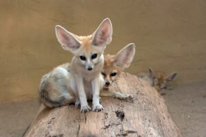 10 Fascinating Fennec Fox Facts - Fact Animal