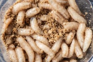 8 Incredible Maggot Facts - Fact Animal