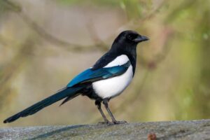 10 Fun Magpie Facts - Fact Animal