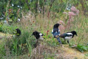 10 Fun Magpie Facts - Fact Animal