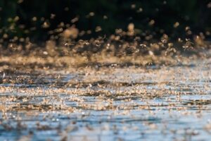 10 Mad Mayfly Facts - Fact Animal