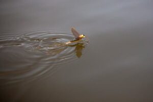 10 Mad Mayfly Facts - Fact Animal