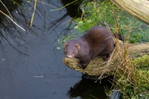 8 Memorable Mink Facts - Fact Animal
