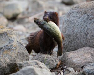 8 Memorable Mink Facts - Fact Animal