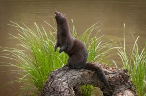 8 Memorable Mink Facts - Fact Animal