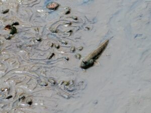 10 Cool Mudskipper Facts - Fact Animal