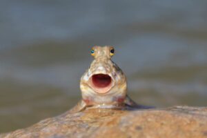10 Cool Mudskipper Facts - Fact Animal