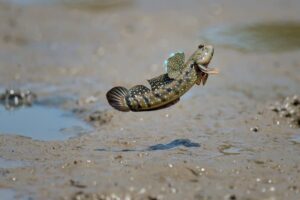 10 Cool Mudskipper Facts - Fact Animal