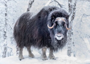 10 Muskox Facts - Fact Animal