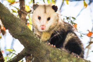 10 Amazing Opossum Facts - Fact Animal