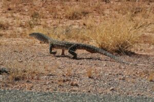8 Fascinating Perentie Facts - Fact Animal