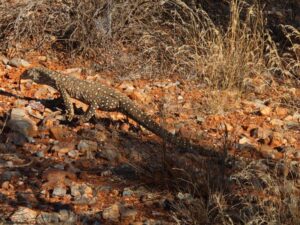 8 Fascinating Perentie Facts - Fact Animal