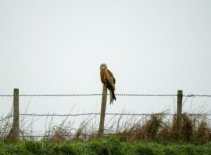 10 Red Kite Facts - Fact Animal