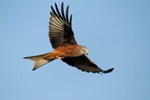 10 Red Kite Facts - Fact Animal