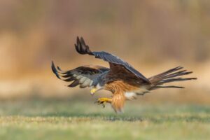 10 Red Kite Facts - Fact Animal