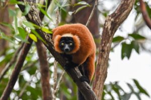 8 Red Ruffed Lemur Facts - Fact Animal